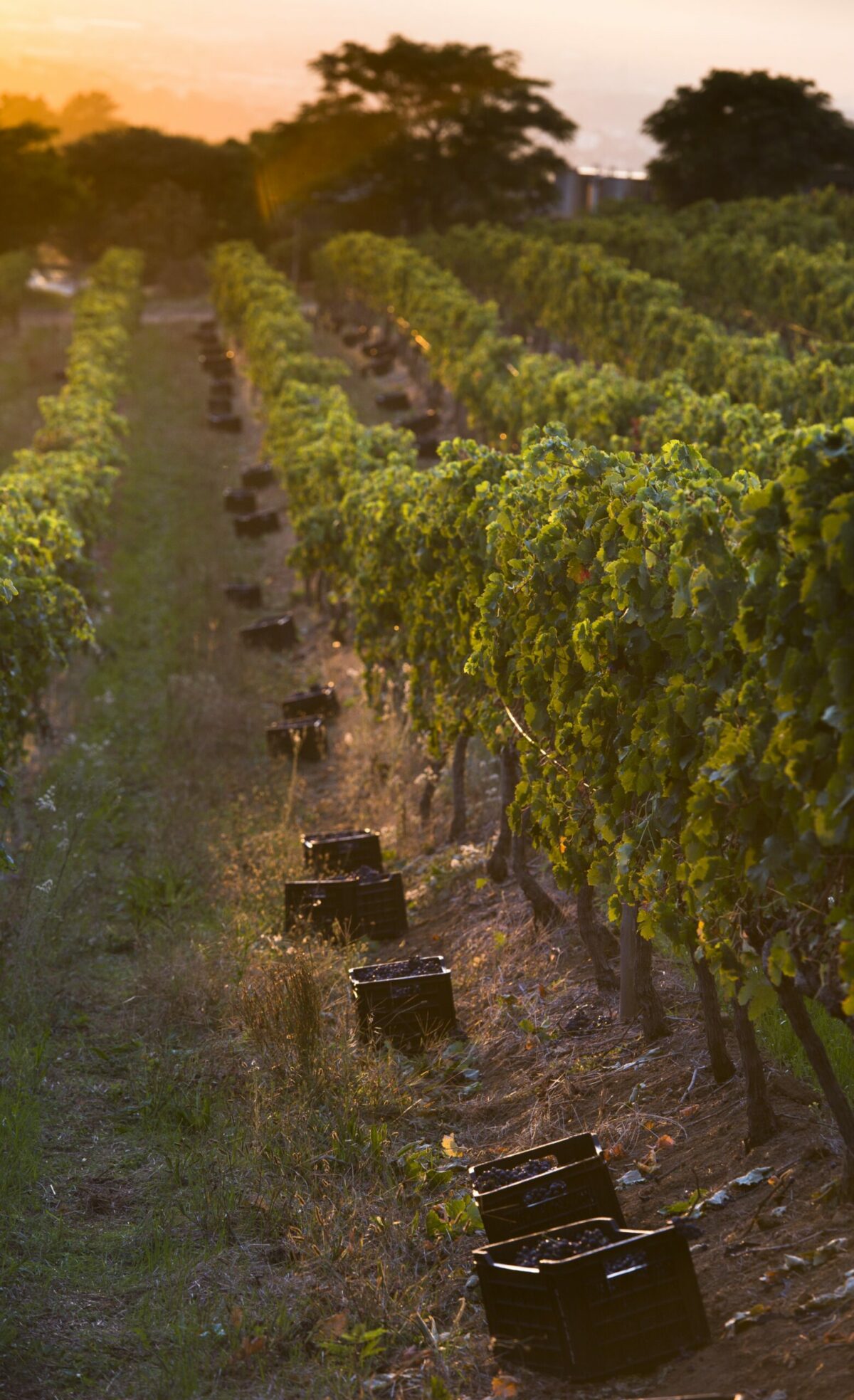 About Constantia Glen | Heritage & Passion Behind the Wine Estate