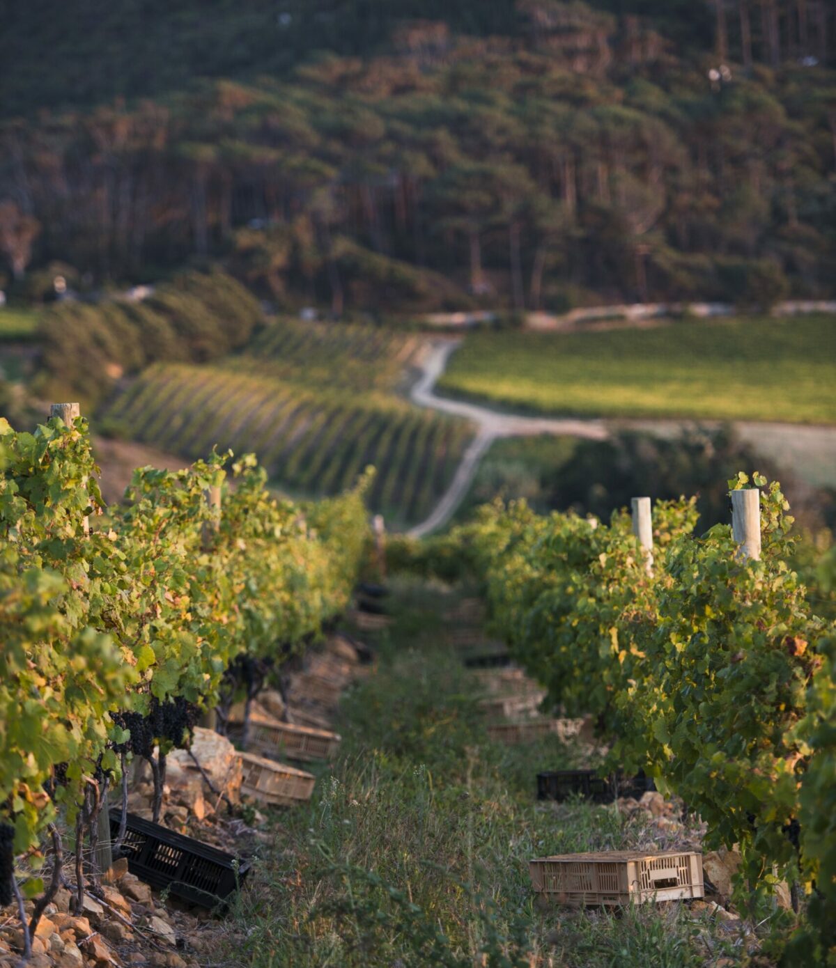 About Constantia Glen | Heritage & Passion Behind the Wine Estate